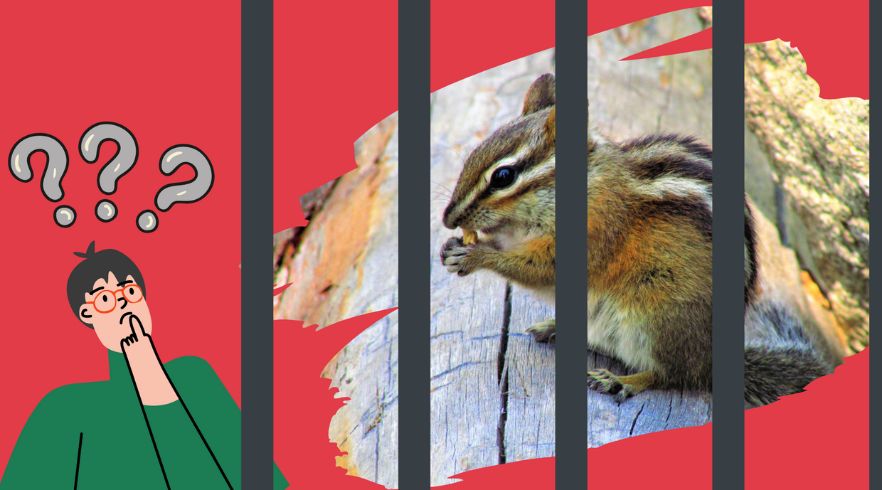 Canadian Spiders Identification – Pest Supply Canada